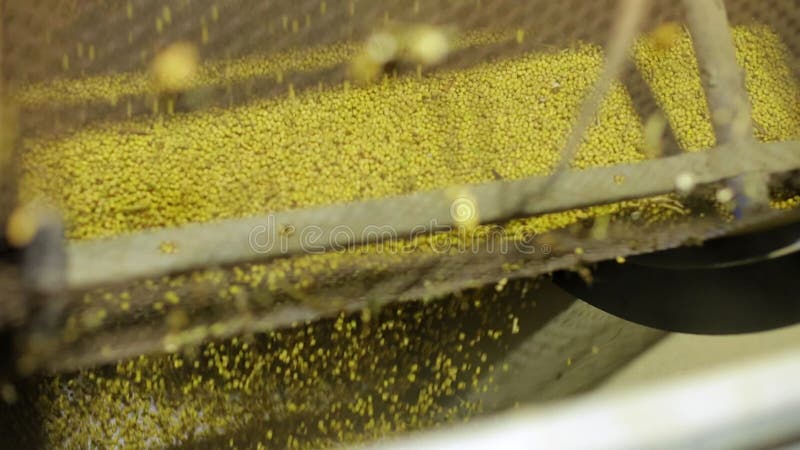 Rotating Construction at Plant for Sorting Corn Kernels Stock Video ...