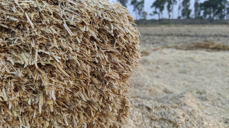 Crop Waste after Extraction of Weet Stock Photo - Image of crop ...