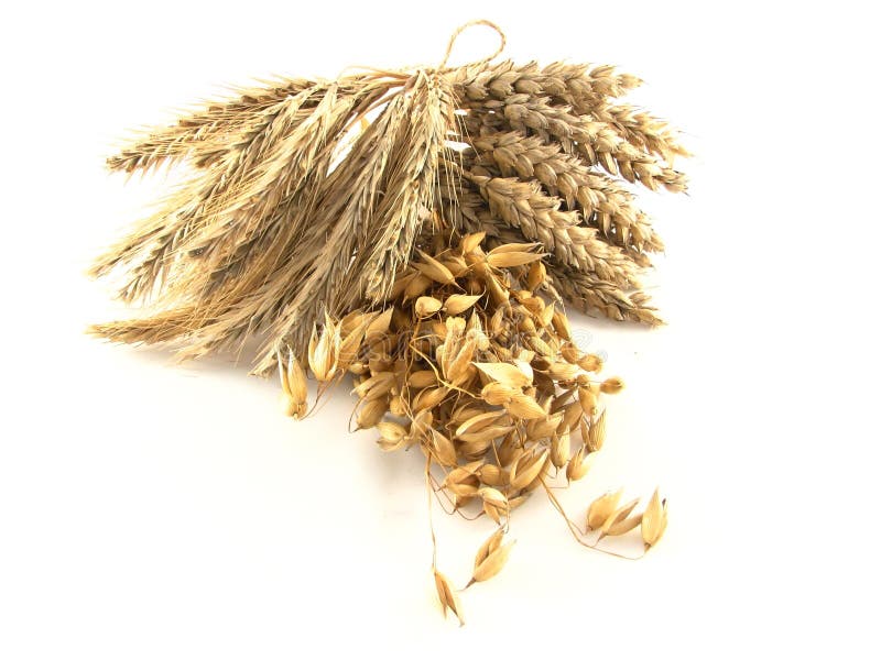 Crop on white stock image. Image of bonquet, barley, spike - 3216585