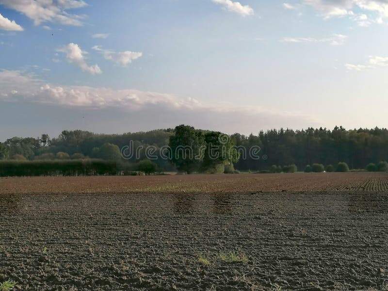 Cropland with forest stock photo. Image of forest, trees - 161300976