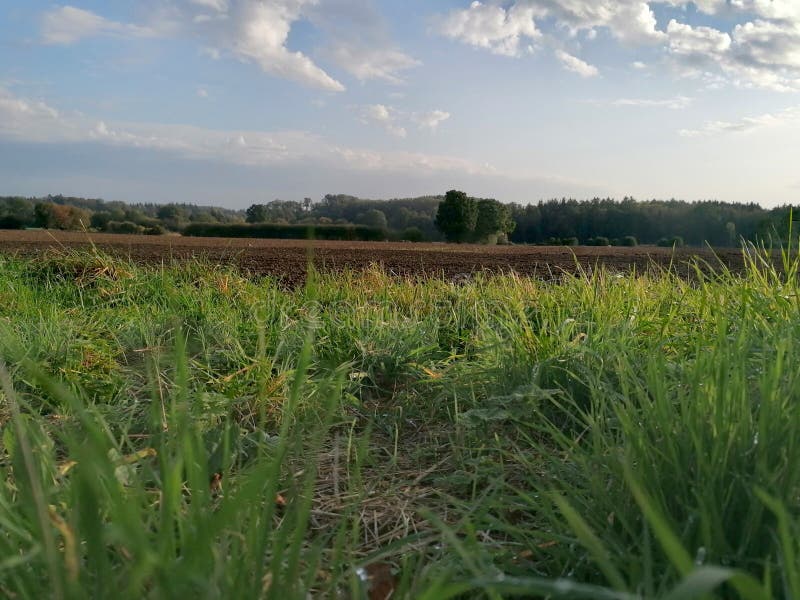 Cropland with grass stock photo. Image of trees, grass - 161300968