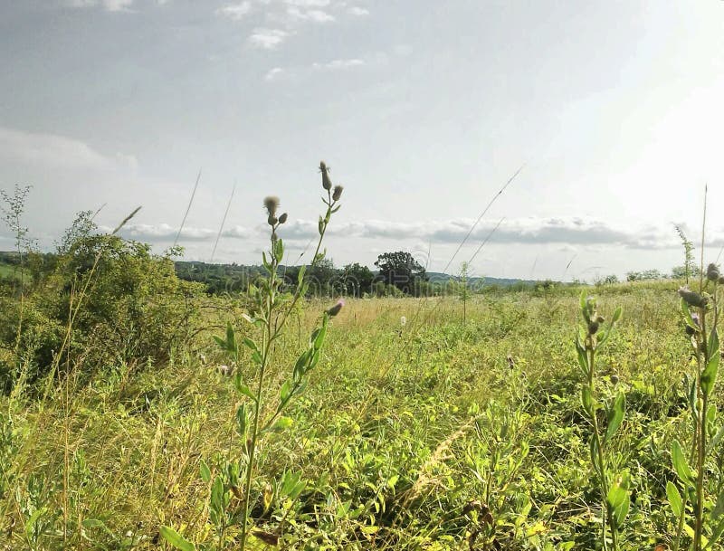 Cropland stock photo. Image of county, landscapes, nature - 95960844