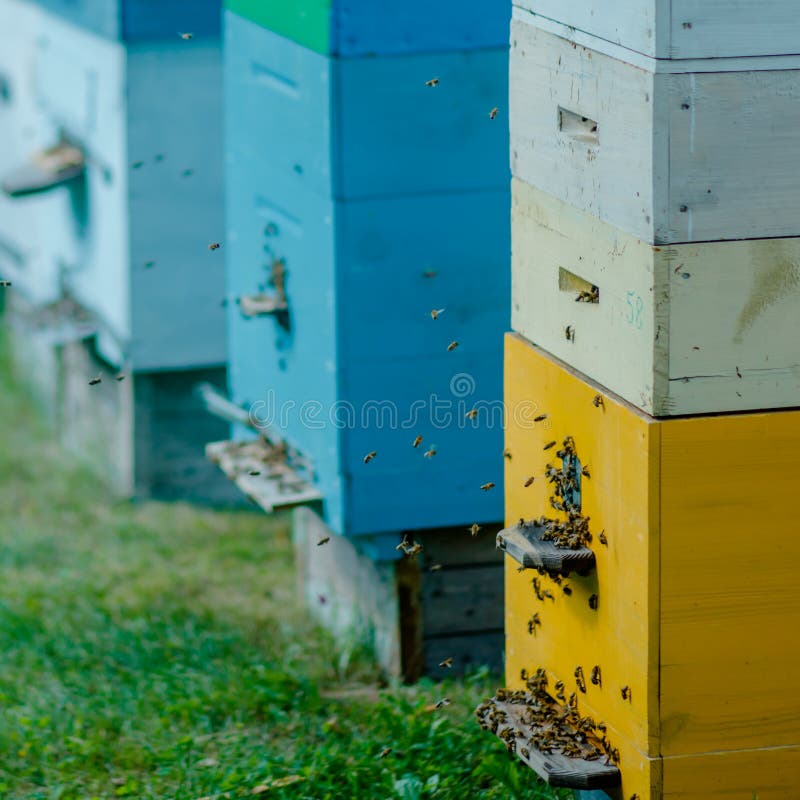 Background with Beehives. Close Up of Flying Bees. Wooden Beehive and ...