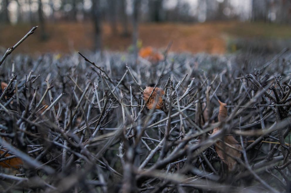 Cropped bush stock photo. Image of brown, hispid, plant - 89647172