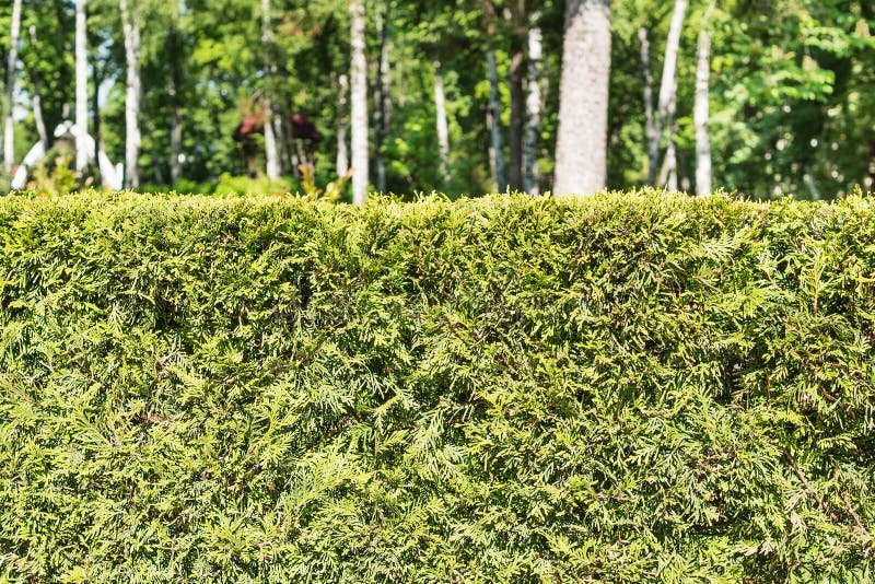 Cropped Bushes on Forest Background Stock Photo - Image of closeup ...