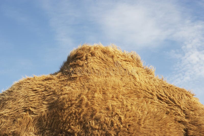 Cropped Camel S Hump Against Sky Stock Photo - Image of domesticated ...