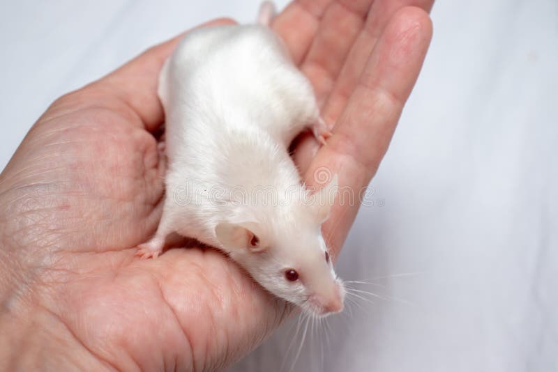 Cropped Hand Holding Pretty Cute White Laboratory Mouse Stock Photo ...