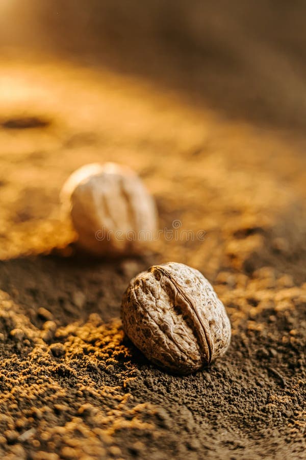 A Cropped Image of a Cluster of Walnut Seeds Lying on Top of the Ground ...