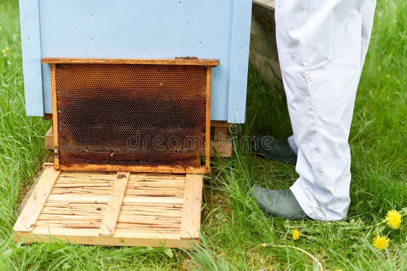 Bee Cell Panel Stock Photos - Free & Royalty-Free Stock Photos from ...