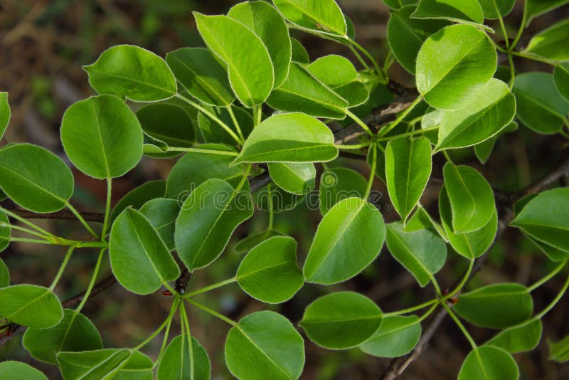 Cropped Shot of a Tree. Green Leaves Background Stock Image - Image of ...