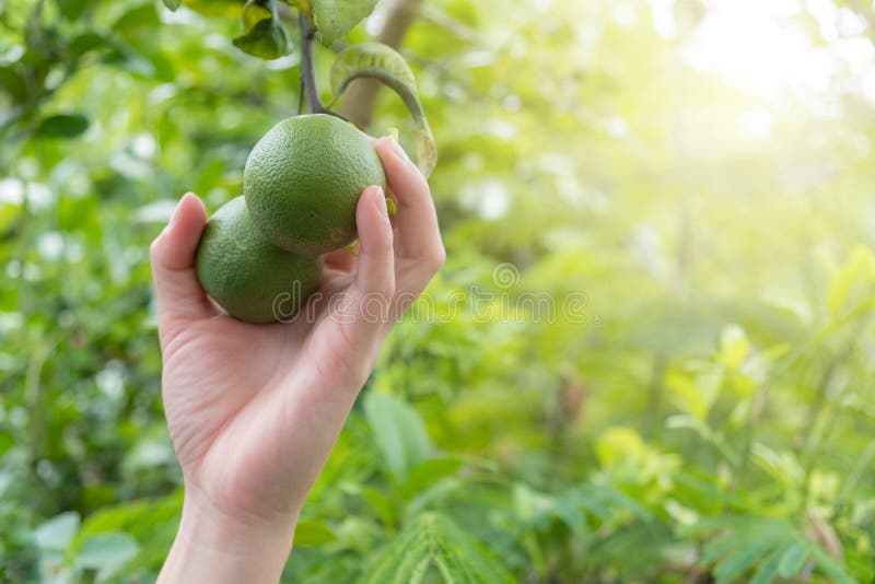 Cropped Shot View of Human Hand Grab Limes Fruit from Tree Branch ...