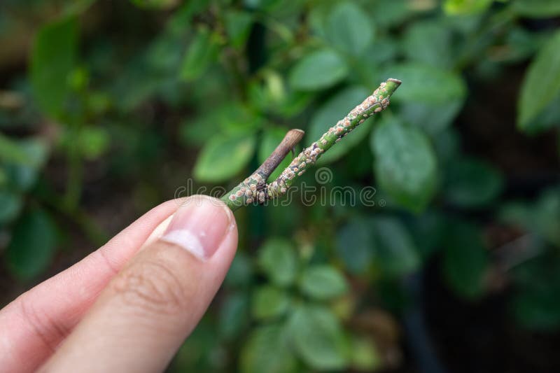Cropped Shot View of Someone Holding a Rose Cane with Rose Scale ...