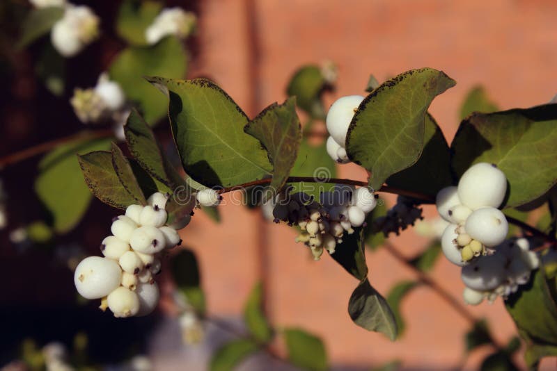 Macro Of A White Berry Waxberry Symphoricarpos Albus On A Green Bush In ...