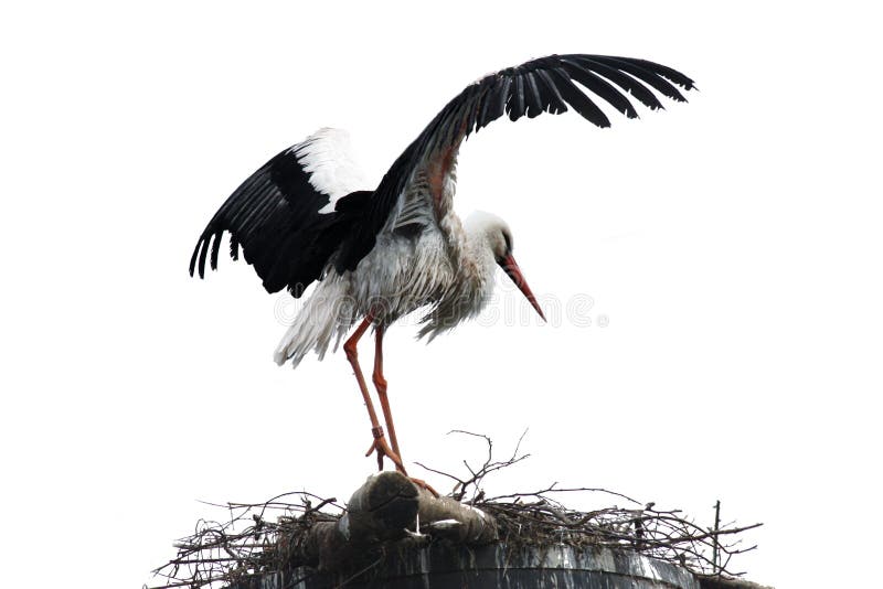 Flying Arrow. White Stork in Flight. Danube Delta, Landmark Attraction ...