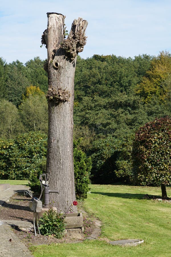 Cropped tree with a face stock image. Image of fence - 60465407