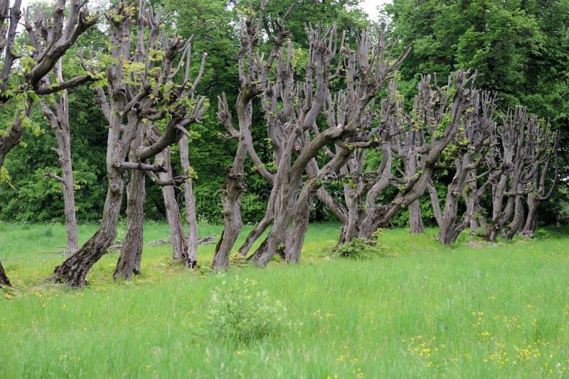 Cropped trees stock image. Image of grass, abundance - 41003543