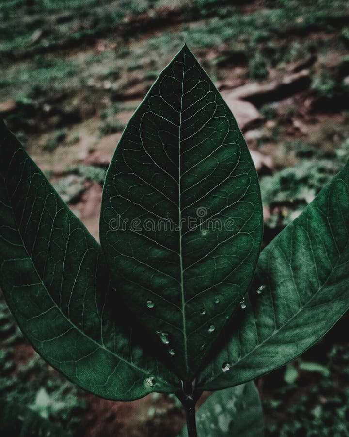 343 Tri Color Leaf Stock Photos - Free & Royalty-Free Stock Photos from ...