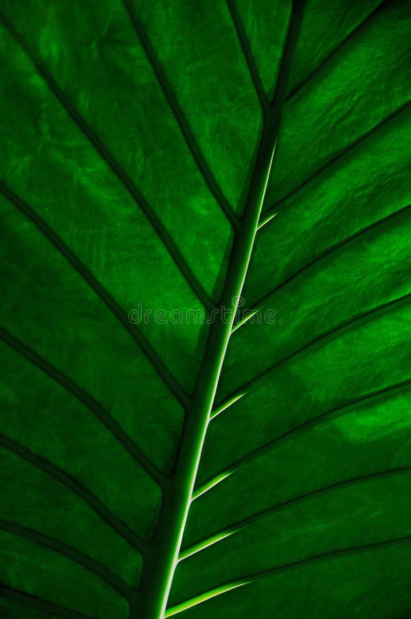Cropped tropical leaf stock photo. Image of nature, juicy - 51372610