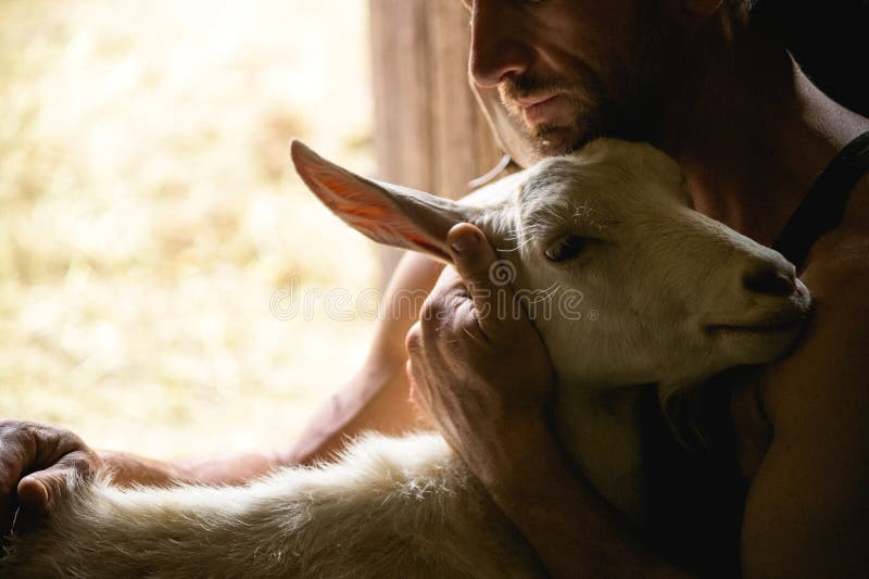 Cropped View of Farmer Hugging Goat in Stall Stock Image - Image of ...