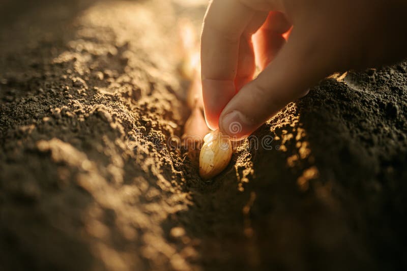 Cropped View of a Farmer& X27;s Hands Gently Dropping Kernels Stock ...