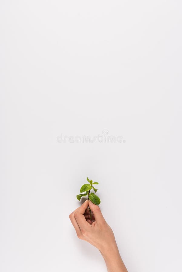 Hand holding mint leaf stock photo. Image of herbal - 101703660