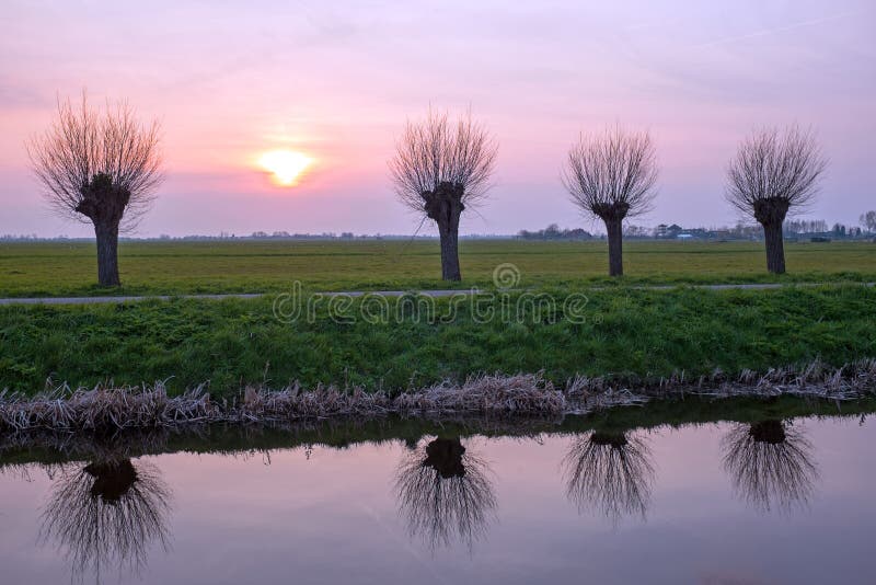Cropped Willows in a Typical Dutch Landscape at Sunset Stock Photo ...