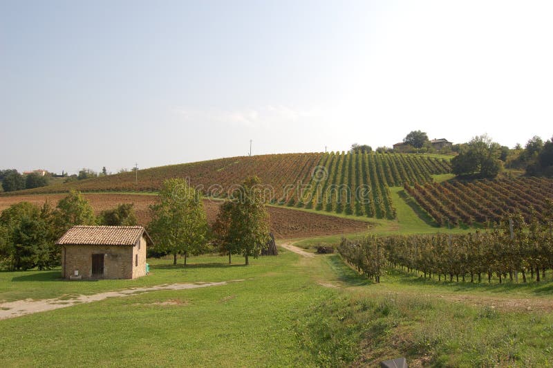 Cropping of Grapes in Italy Stock Photo - Image of cropping, tree: 12487506