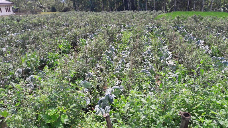 Single Crop And Multi Crop Farming