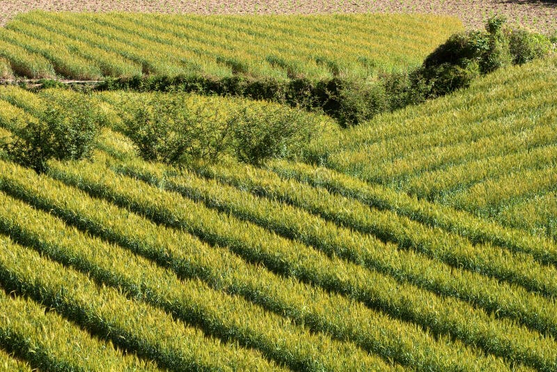 Crops stock image. Image of seeding, harvest, farm, crop - 11673543