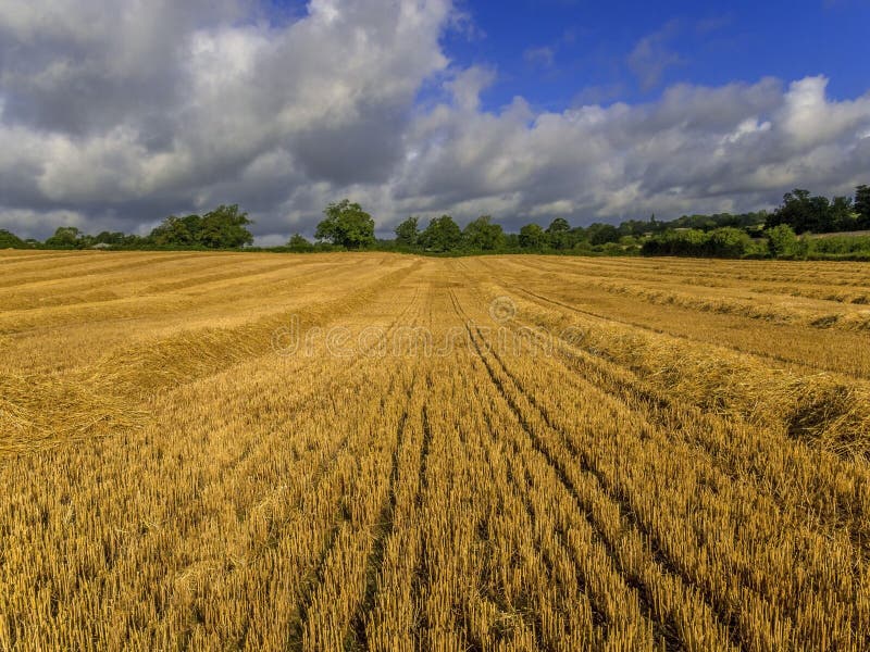 Plowed Field for Fall Crops Stock Image - Image of food, crops: 2373019