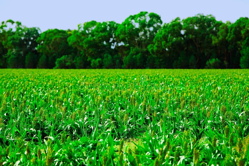 Green crops stock photo. Image of outdoor, agriculture - 4246920