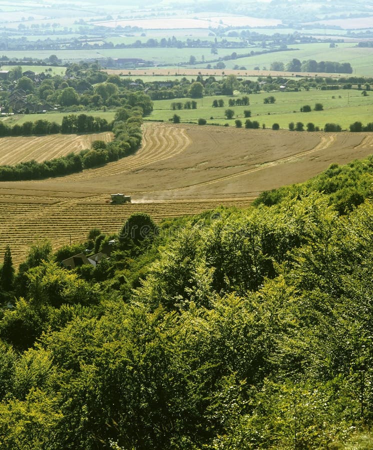 Crops stock image. Image of grow, countryside, meadow - 6986619