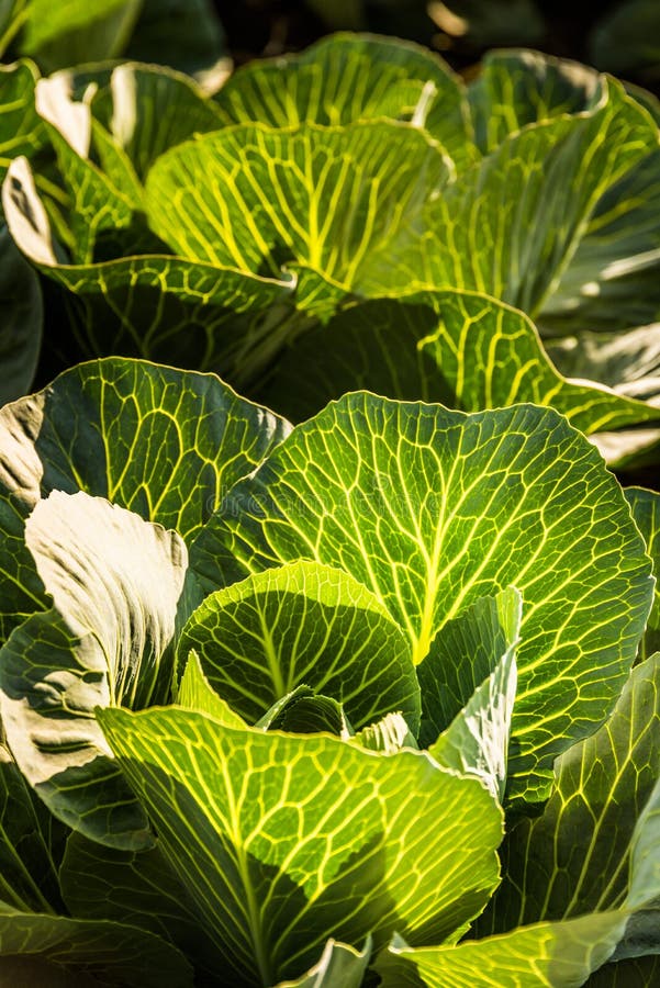 Crops of cabbage stock photo. Image of leaf, ecology - 97040622