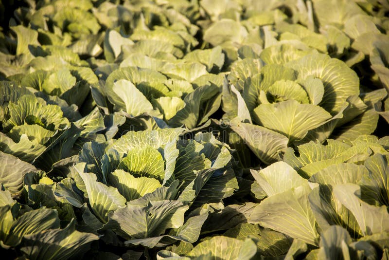 Crops of cabbage stock photo. Image of gardening, plant - 97041070
