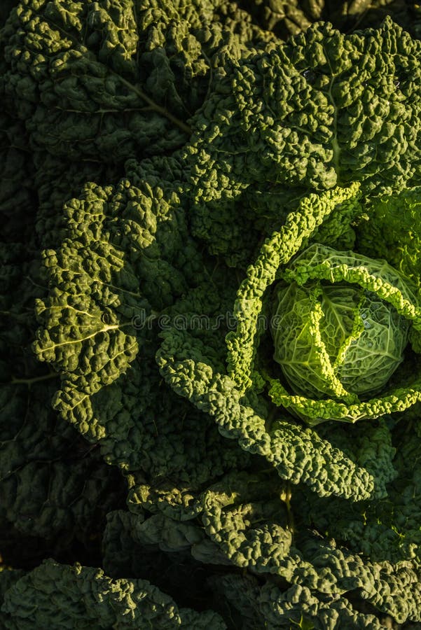 Crops of cabbage stock photo. Image of healthy, ingredient - 97041158