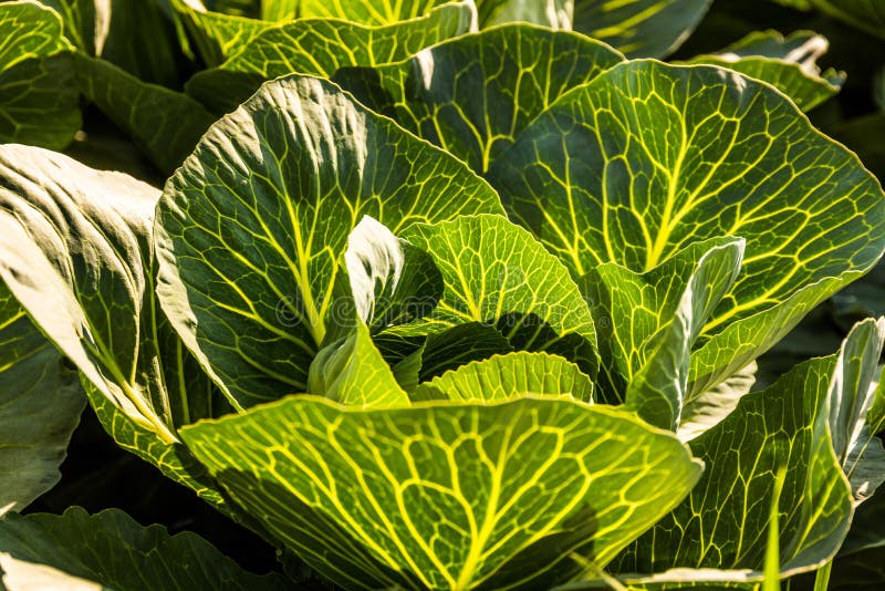 Crops of cabbage stock image. Image of kitchen, ingredient - 97041167