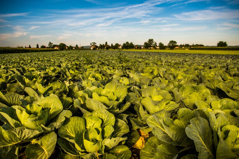Crops of cabbage stock photo. Image of blossom, head - 97041362
