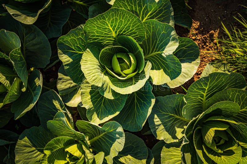 Crops of Cabbage on a Field in Austria Summer Stock Image - Image of ...