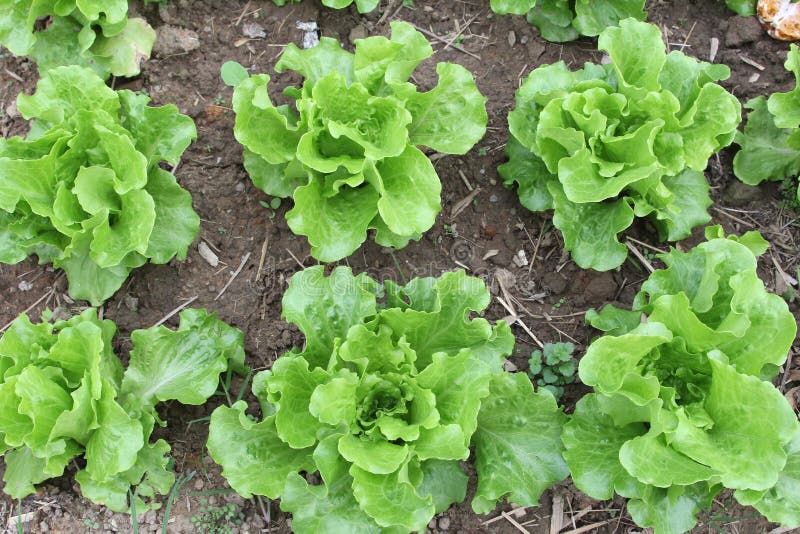 Crops of Lettuce in the Field in Close Up Stock Photo - Image of ...