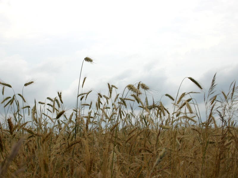 Crops on clouds stock photo. Image of village, field, crops - 192182