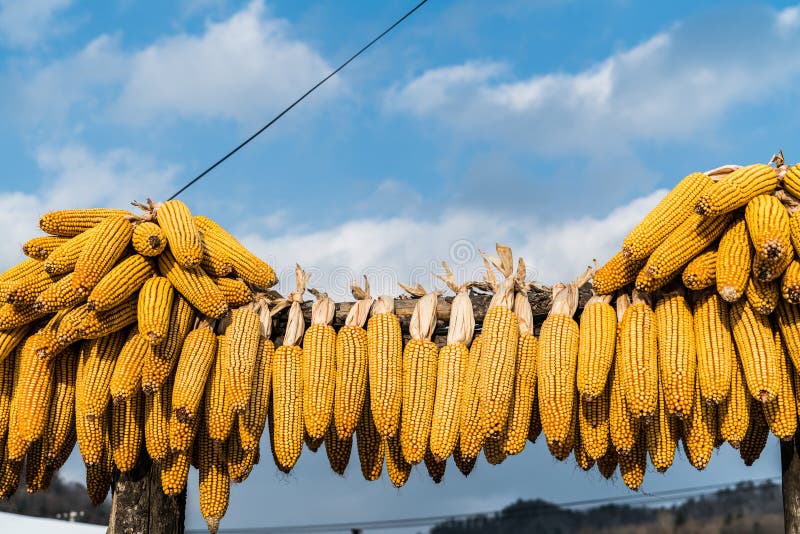 Crops, Corn Cobs, Drying Corn Cobs Stock Photo - Image of cobs ...