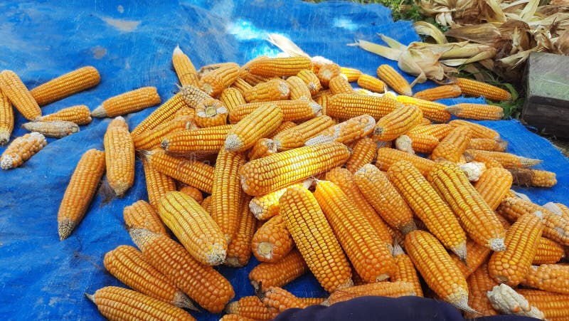 Crops, Corn Fields and Natural Produce. Goldrose, Big Corn Stock Photo ...