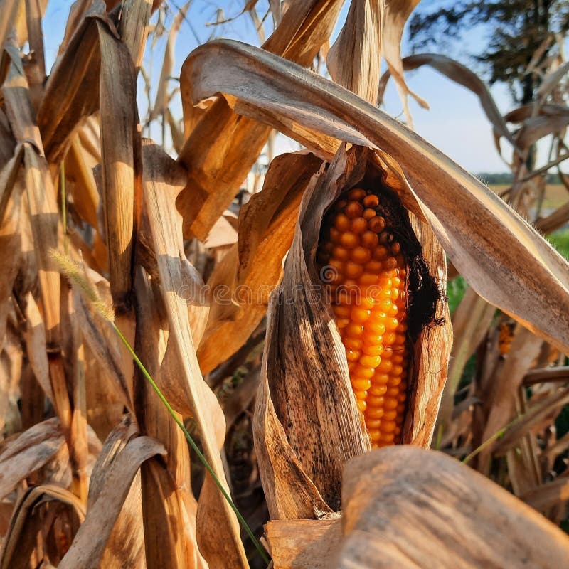 Crops Corn Grains Cereal Drought in the Field Drought Stock Image ...