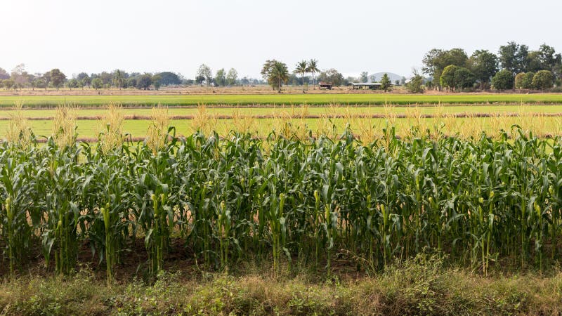 Crops of Corn and Rice Paddy Fields. Stock Photo - Image of ears, farm ...