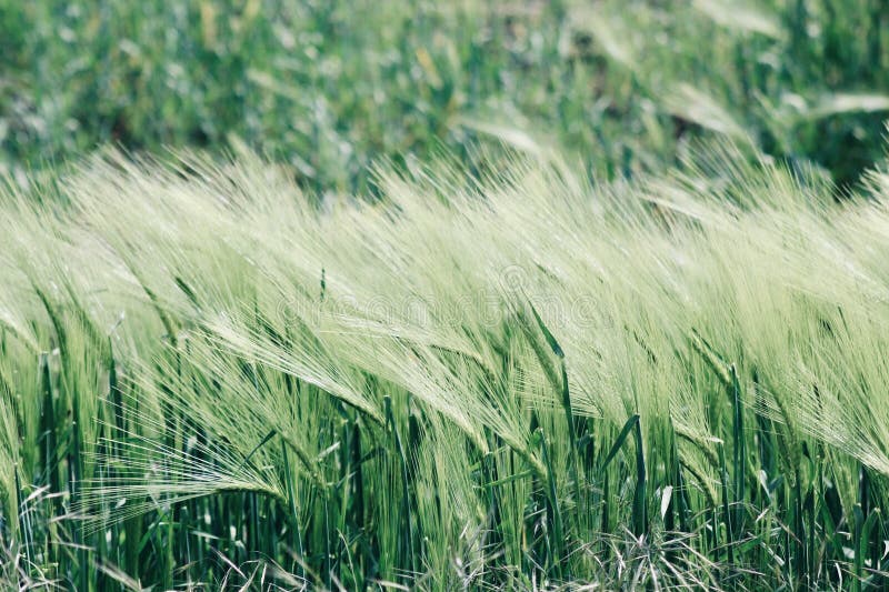 Crops stock photo. Image of land, rural, farm, countryside - 303774378