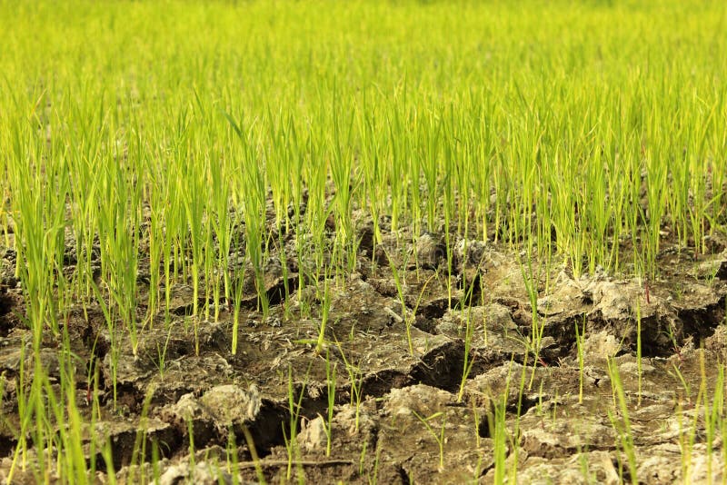 Crops on dry ground stock photo. Image of asia, beginnings - 28499432