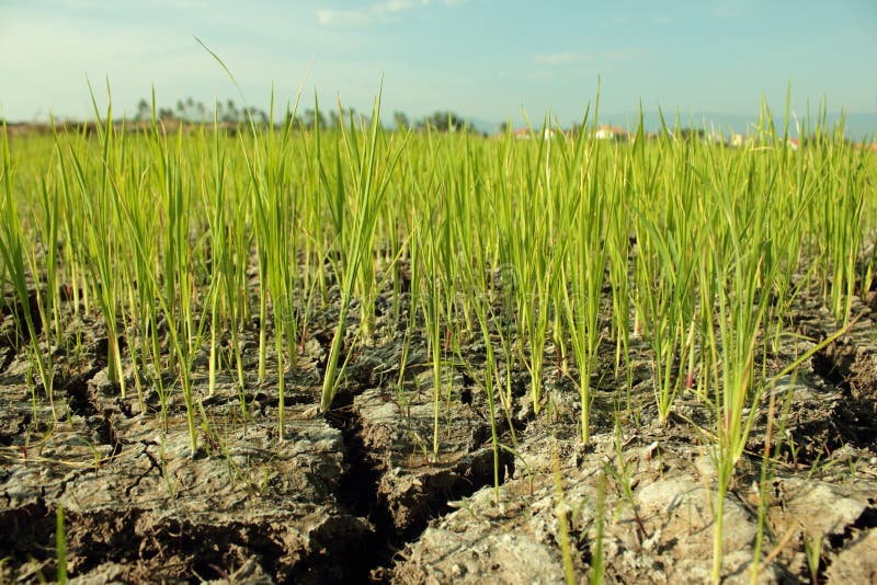 Crops are on dry ground stock photo. Image of asian, give - 28499464