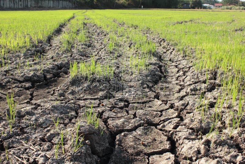 Crops are on dry ground stock photo. Image of asian, give - 28499464