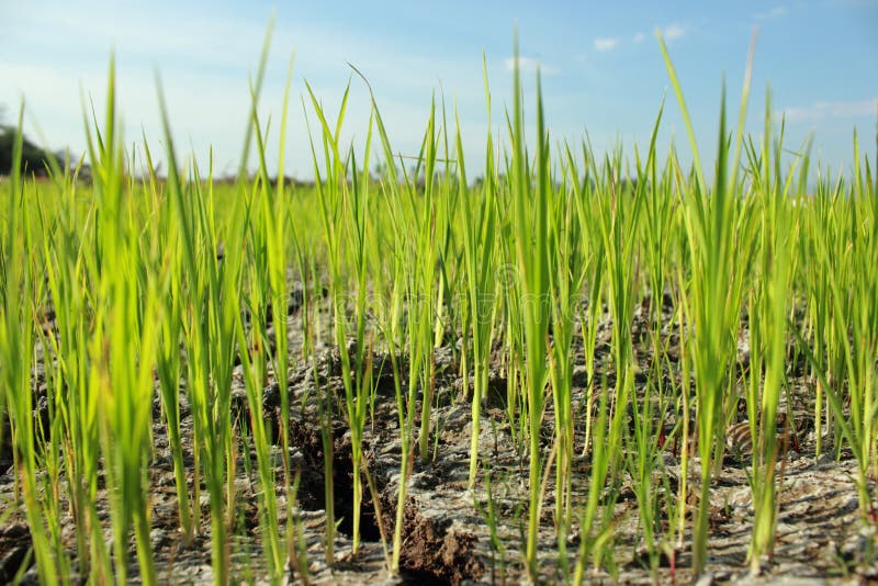 Crops are on dry ground stock photo. Image of asian, give - 28499464