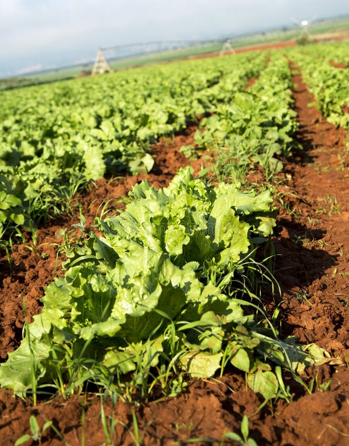 Crops on a farm stock image. Image of nature, outdoor - 31149649